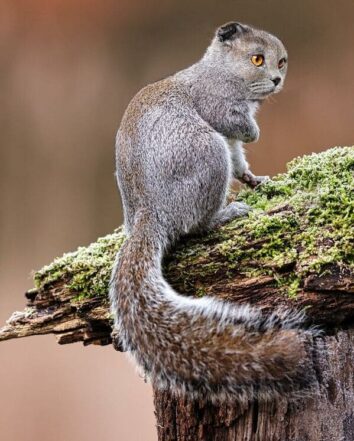 Artist Photoshops Two Animals Together To Create Imagined Creatures ...