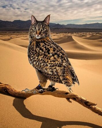 Artist Photoshops Two Animals Together To Create Imagined Creatures ...