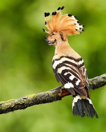 Artist Photoshops Two Animals Together To Create Imagined Creatures ...