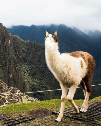 Artist Photoshops Two Animals Together To Create Imagined Creatures ...