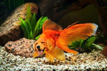 Artist Photoshops Two Animals Together To Create Imagined Creatures ...