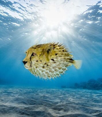 Artist Photoshops Two Animals Together To Create Imagined Creatures ...