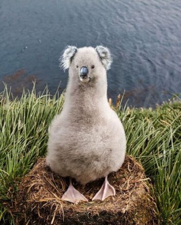 Artist Photoshops Two Animals Together To Create Imagined Creatures ...