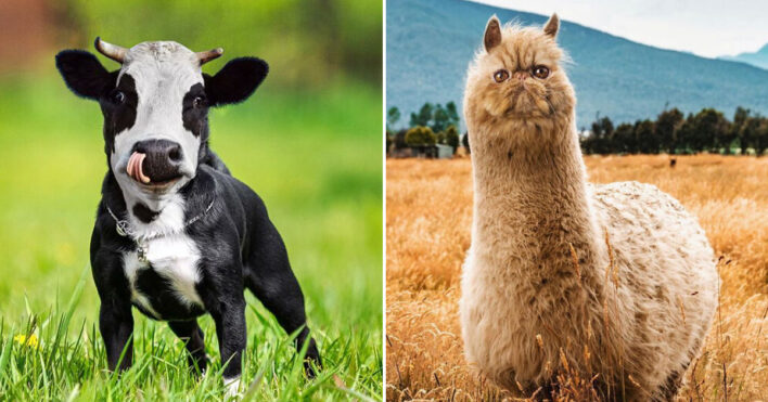 Artist Photoshops Two Animals Together To Create Imagined Creatures ...