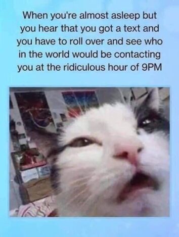 50 Cat Memes To Make Your Caturday Pawsitively Purrfect (January 27, 2024)