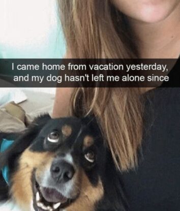 45 Of The Best Dog Memes Of The Week, So Far (January 8, 2024)