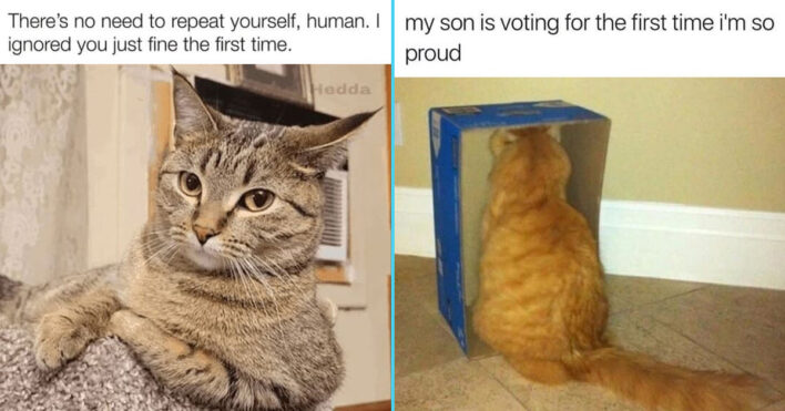 50 Cat Memes To Make Your Caturday Pawsitively Purrfect (January 27, 2024)