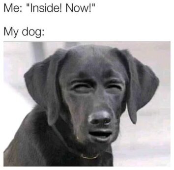 45 Dog Memes To Kick Off Your Week With Tail-Wagging Fun