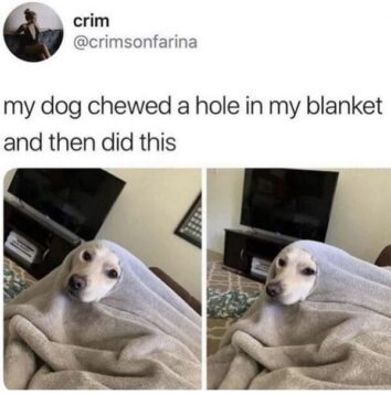 45 Dog Memes To Kick Off Your Week With Tail-Wagging Fun