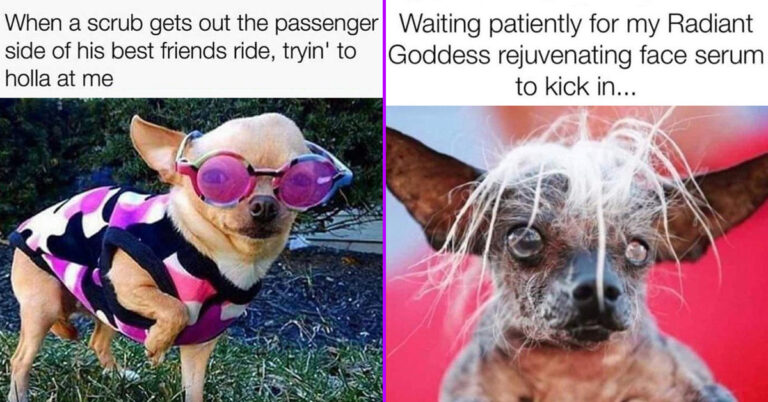 45 Dog Memes To Kick Off Your Week With Tail-Wagging Fun