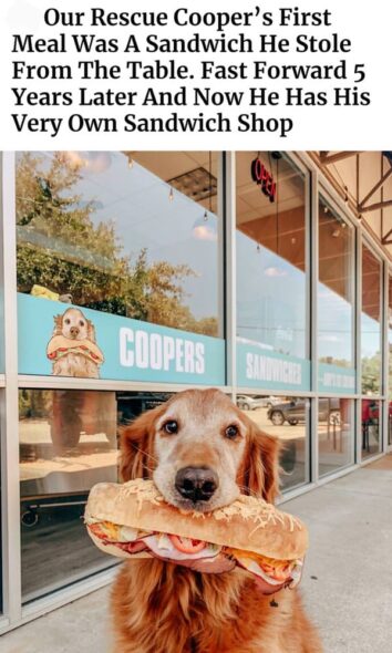 50 Best Dog Memes To Set The Tone For A Happy Week (January 22, 2024)