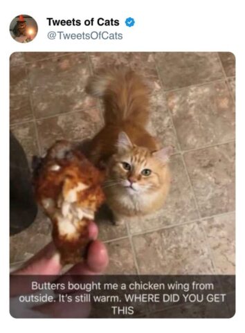 30 Funniest Cat Tweets Of The Week (January 18, 2024)