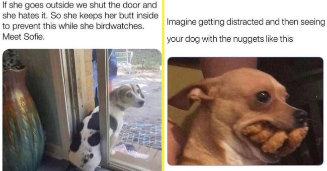 45 Of The Best Dog Memes Of The Week, So Far (January 8, 2024)