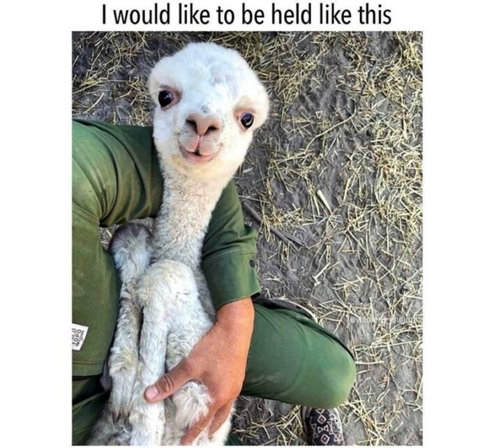 40 Funny Animal Memes That Made Us Roar With Laughter (January 8, 2024)