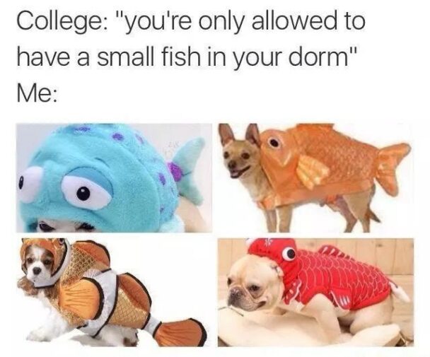 40 Funny Animal Memes That Made Us Roar With Laughter (January 8, 2024)