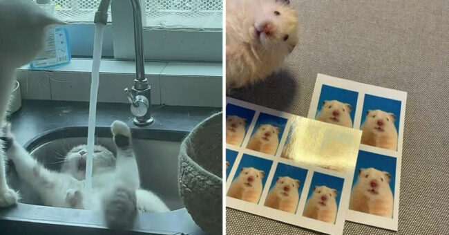 45 Hilariously Derpy Animal Pictures Guaranteed To Make Your Day 10% Better