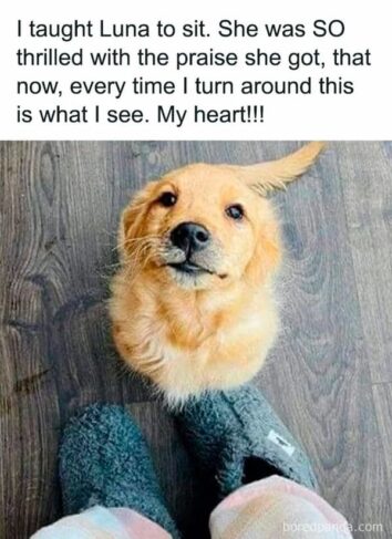 40 Funny Dog Memes For A Laugh-Filled Start To Your Week (January 29, 2024)