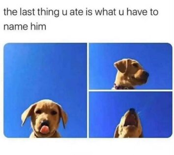 45 Of The Best Dog Memes Of The Week, So Far (January 8, 2024)