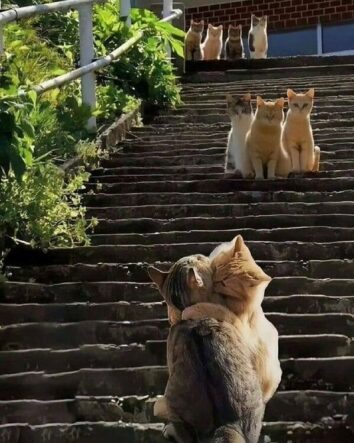 45 Hilariously Derpy Animal Pictures Guaranteed To Make Your Day 10% Better