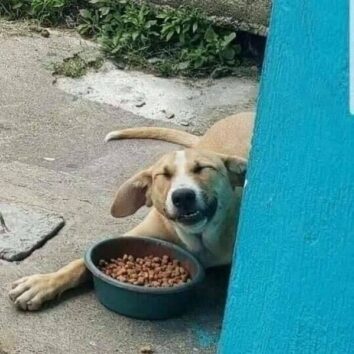 45 Hilariously Derpy Animal Pictures Guaranteed To Make Your Day 10% Better