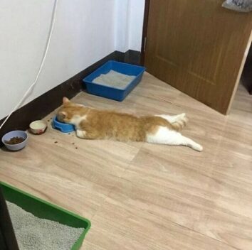 45 Hilariously Derpy Animal Pictures Guaranteed To Make Your Day 10% Better