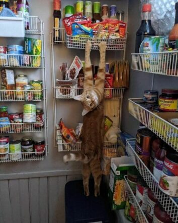 45 Hilariously Derpy Animal Pictures Guaranteed To Make Your Day 10% Better