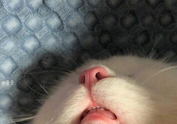 45 Hilariously Derpy Animal Pictures Guaranteed To Make Your Day 10% Better