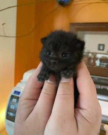 45 Hilariously Derpy Animal Pictures Guaranteed To Make Your Day 10% Better