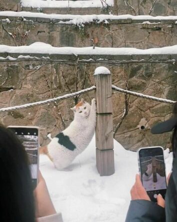 45 Hilariously Derpy Animal Pictures Guaranteed To Make Your Day 10% Better