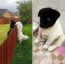 45 Hilariously Derpy Animal Pictures Guaranteed To Make Your Day 10% Better
