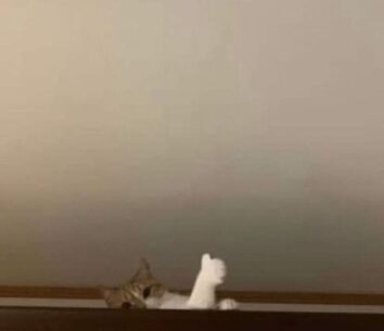 45 Hilariously Derpy Animal Pictures Guaranteed To Make Your Day 10% Better