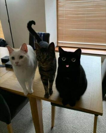 45 Hilariously Derpy Animal Pictures Guaranteed To Make Your Day 10% Better