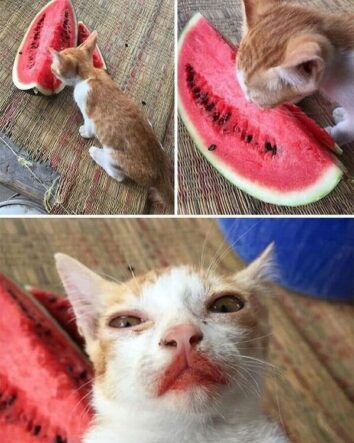 45 Hilariously Derpy Animal Pictures Guaranteed To Make Your Day 10% Better