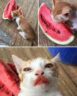 45 Hilariously Derpy Animal Pictures Guaranteed To Make Your Day 10% Better