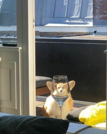 45 Hilariously Derpy Animal Pictures Guaranteed To Make Your Day 10% Better