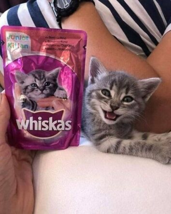 45 Hilariously Derpy Animal Pictures Guaranteed To Make Your Day 10% Better