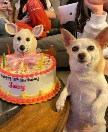 45 Hilariously Derpy Animal Pictures Guaranteed To Make Your Day 10% Better