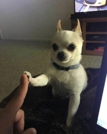 45 Hilariously Derpy Animal Pictures Guaranteed To Make Your Day 10% Better