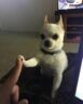 45 Hilariously Derpy Animal Pictures Guaranteed To Make Your Day 10% Better
