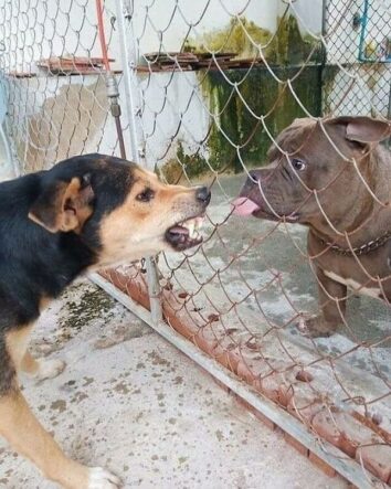 45 Hilariously Derpy Animal Pictures Guaranteed To Make Your Day 10% Better