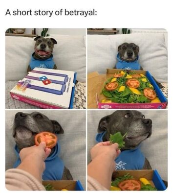 45 Hilariously Derpy Animal Pictures Guaranteed To Make Your Day 10% Better