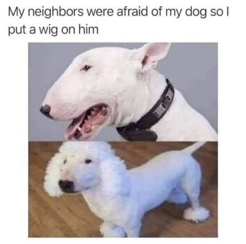 45 Hilariously Derpy Animal Pictures Guaranteed To Make Your Day 10% Better