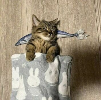 45 Hilariously Derpy Animal Pictures Guaranteed To Make Your Day 10% Better