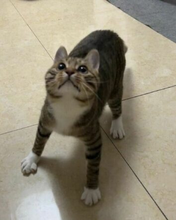 45 Hilariously Derpy Animal Pictures Guaranteed To Make Your Day 10% Better