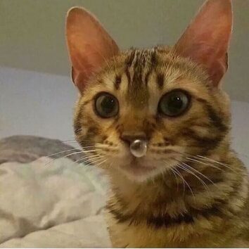 45 Hilariously Derpy Animal Pictures Guaranteed To Make Your Day 10% Better