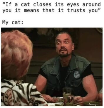 40 Hilarious Cat Memes That Will Have You Purring With Laughter ...