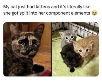 50 Cat Memes To Make Your Caturday Pawsitively Purrfect (January 27, 2024)