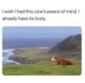 45 Of The Funniest Animal Memes That Made Us Smile This Week (February ...