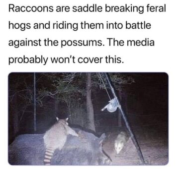 45 Of The Funniest Animal Memes That Made Us Smile This Week (February ...