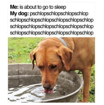 45 Best Dog Memes To Instantly Brighten Your Day And Set A Pawsome Tone ...